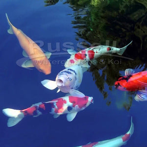 Koi Pond Kits, Pond Kits, Pondless Waterfall Kits, Koi Food